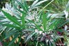 Powdery Mildew Cannabis Guide + Organic GrowSafe Treatment — Ed Rosenthal