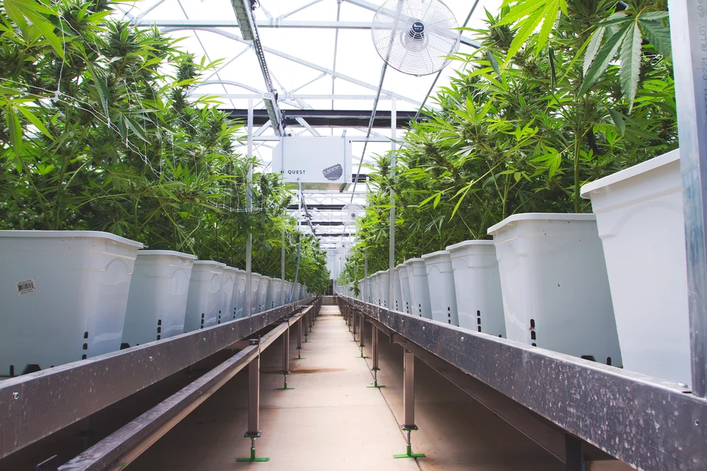 Light Dep vs Outdoor: Why Light Deprivation Greenhouses Are A Good ...