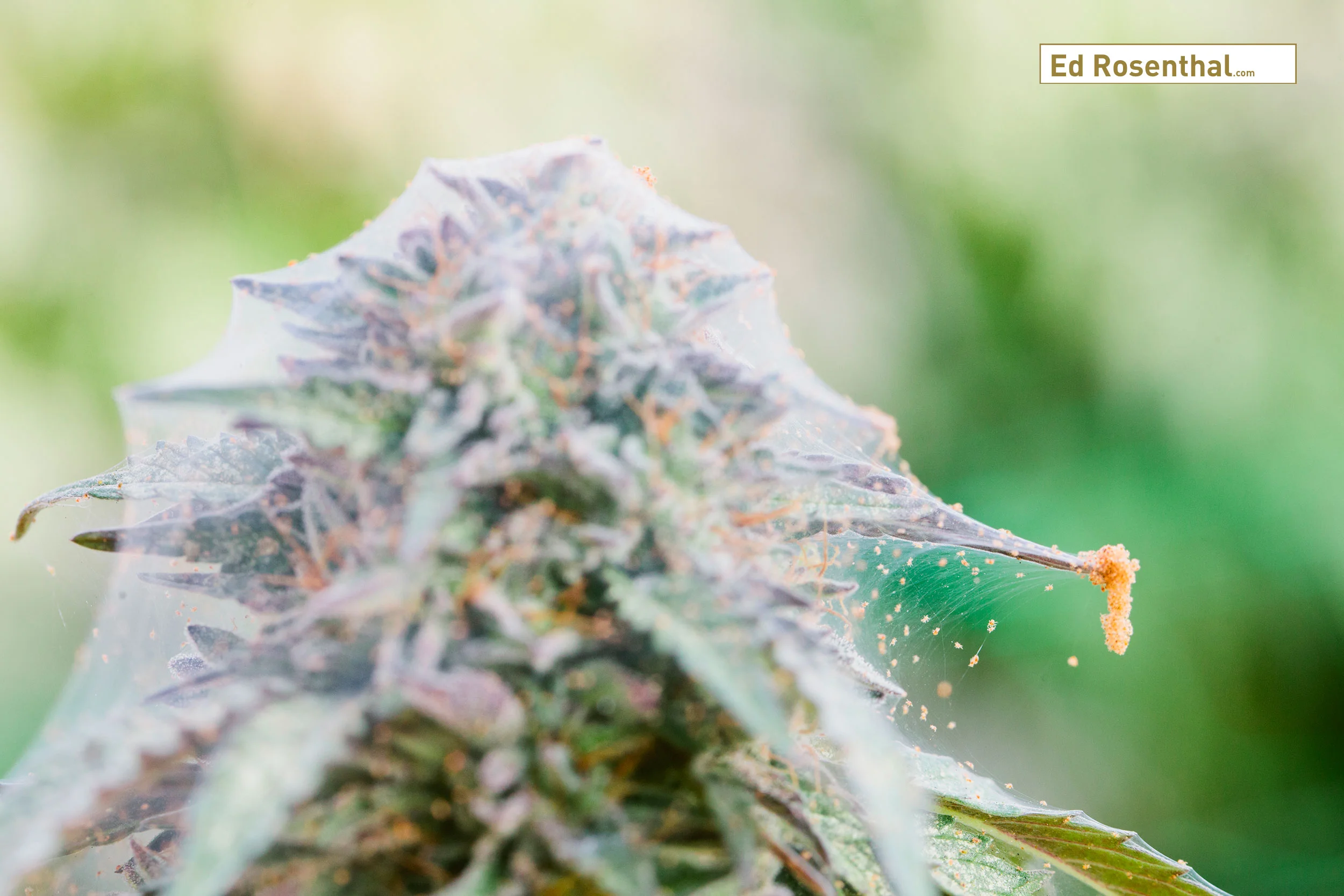 How to Prevent and Get Rid of Spider, Broad and Russet Mites on Your ...