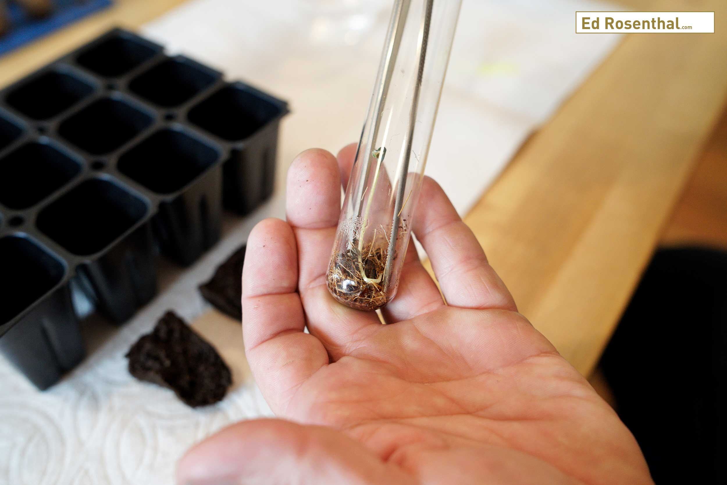 How to Professionally Germinate Cannabis Seeds: Award-Winning Seed ...