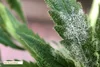 Powdery Mildew Cannabis Guide + Organic GrowSafe Treatment — Ed Rosenthal