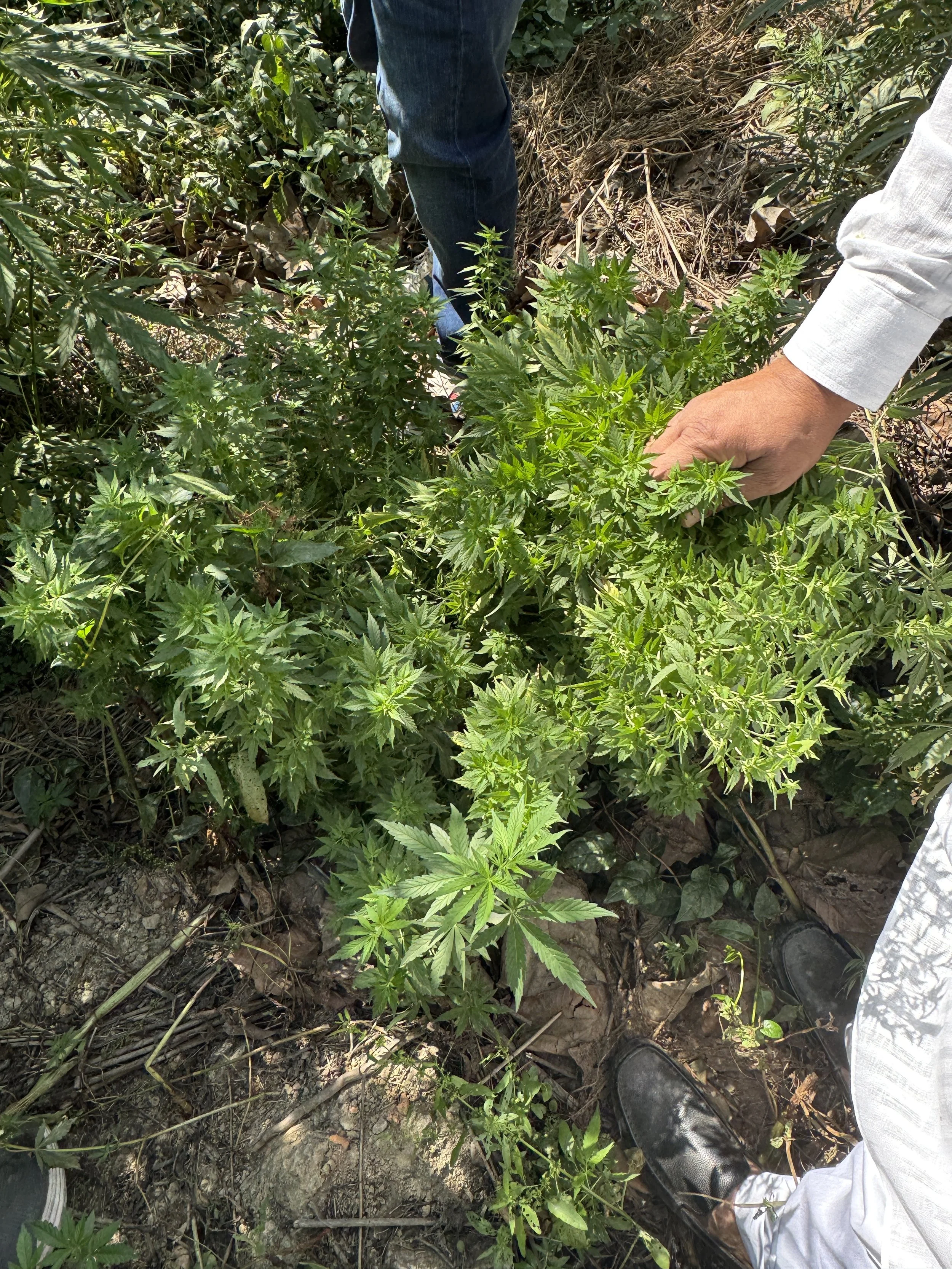 Why Landrace Cannabis Matters: Himalayan Genetics in India — Ed Rosenthal