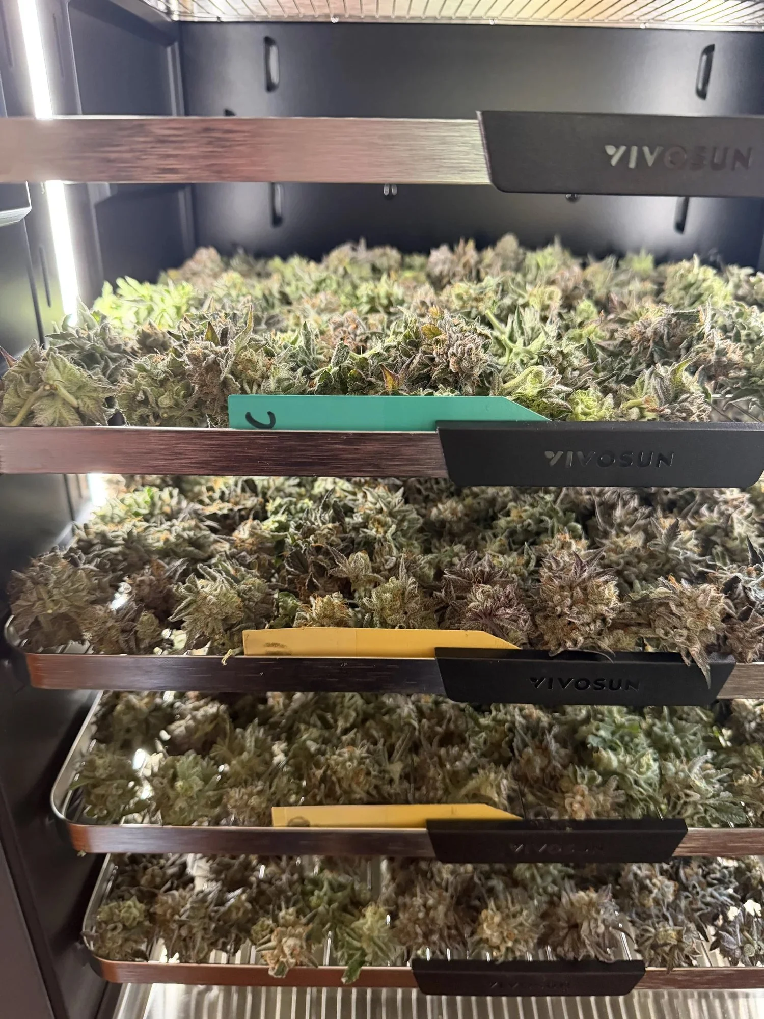 Cannabis Drying And Curing How To Preserve Terpenes And Potency Ed