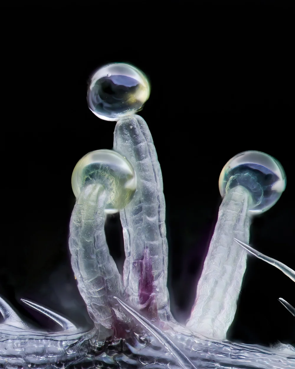 Judging Cannabis Ripeness by Trichomes: The Professional Grower’s ...