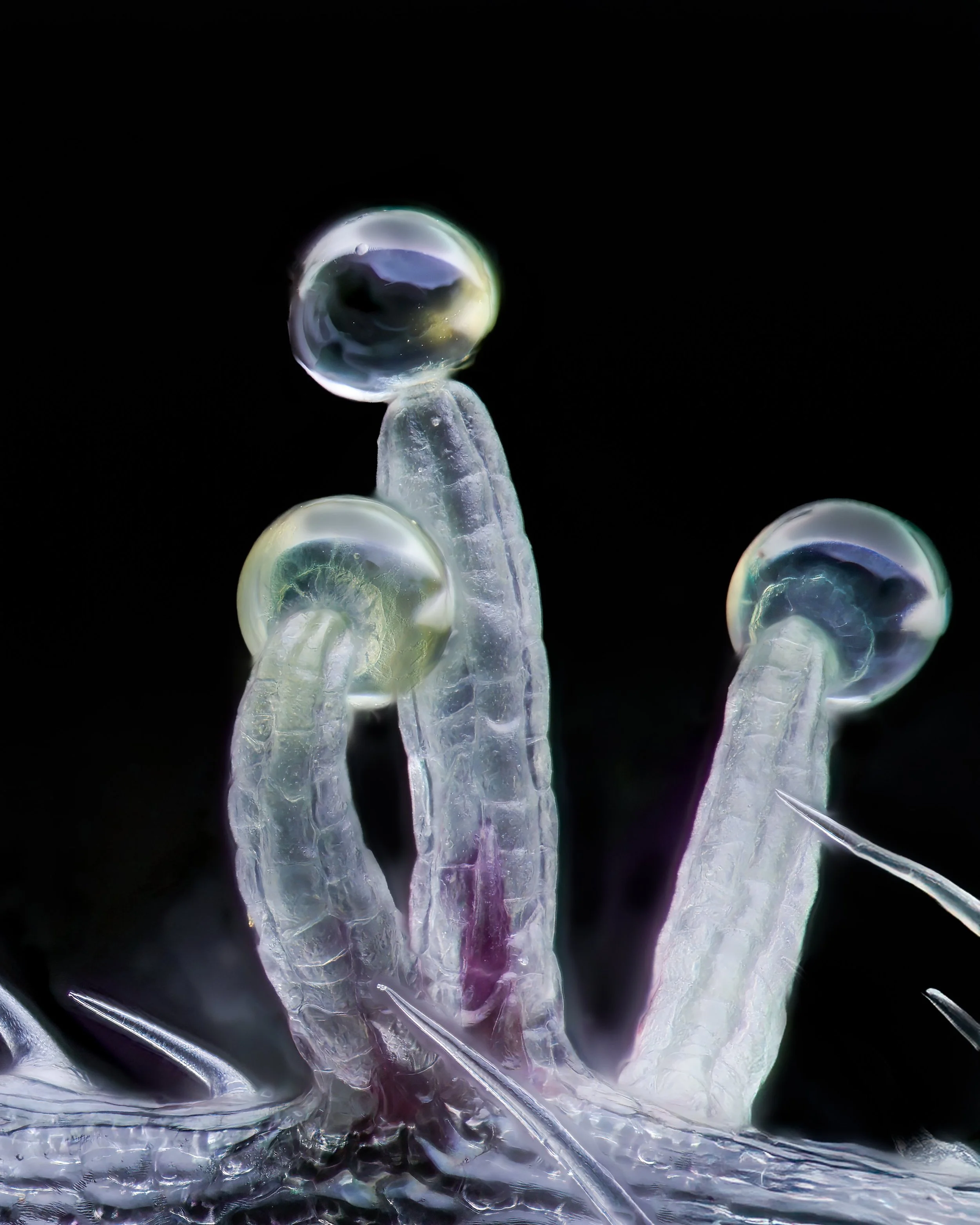 Judging Cannabis Ripeness by Trichomes: The Professional Grower’s ...