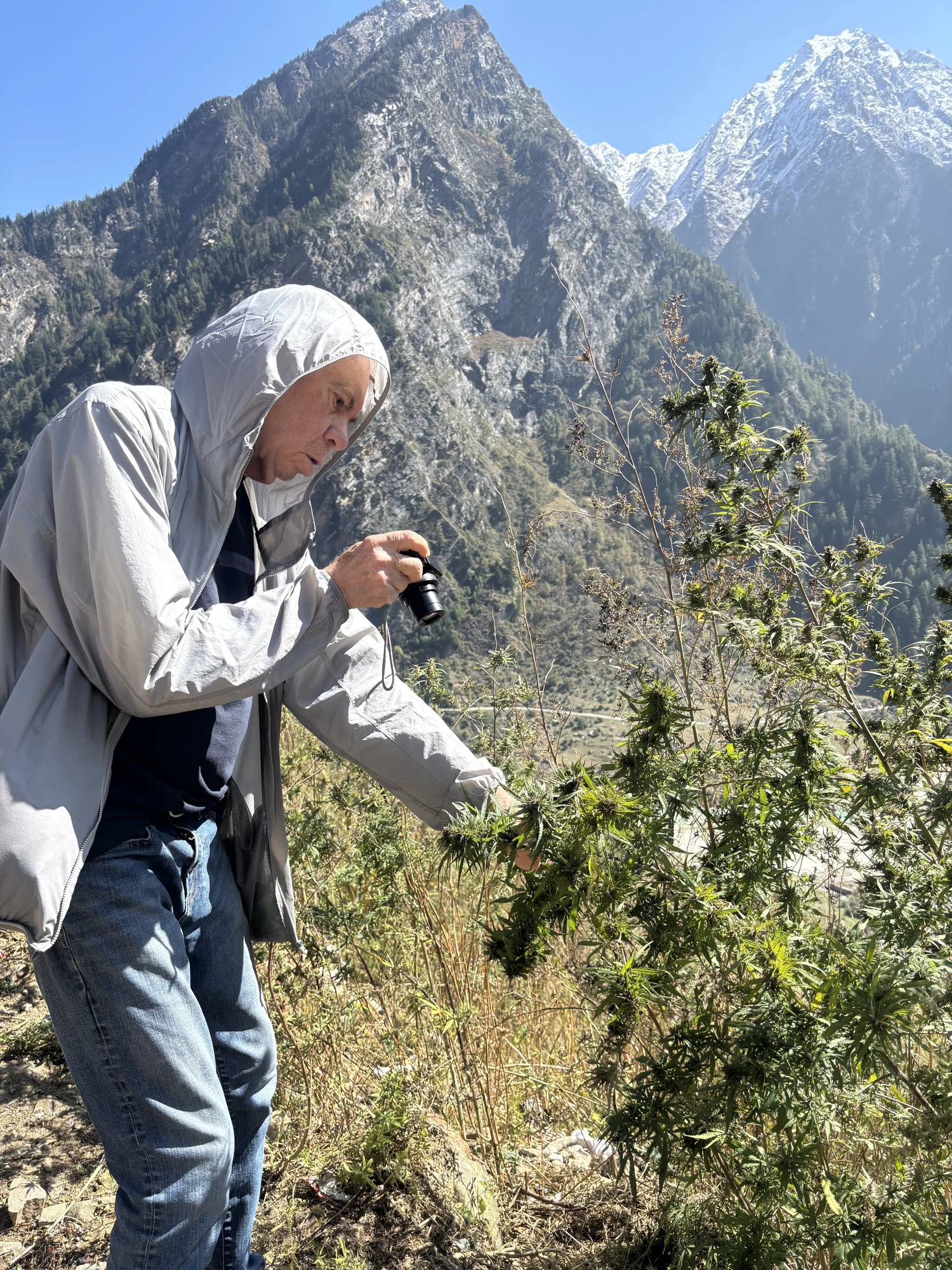 Why Landrace Cannabis Matters: Himalayan Genetics in India — Ed Rosenthal
