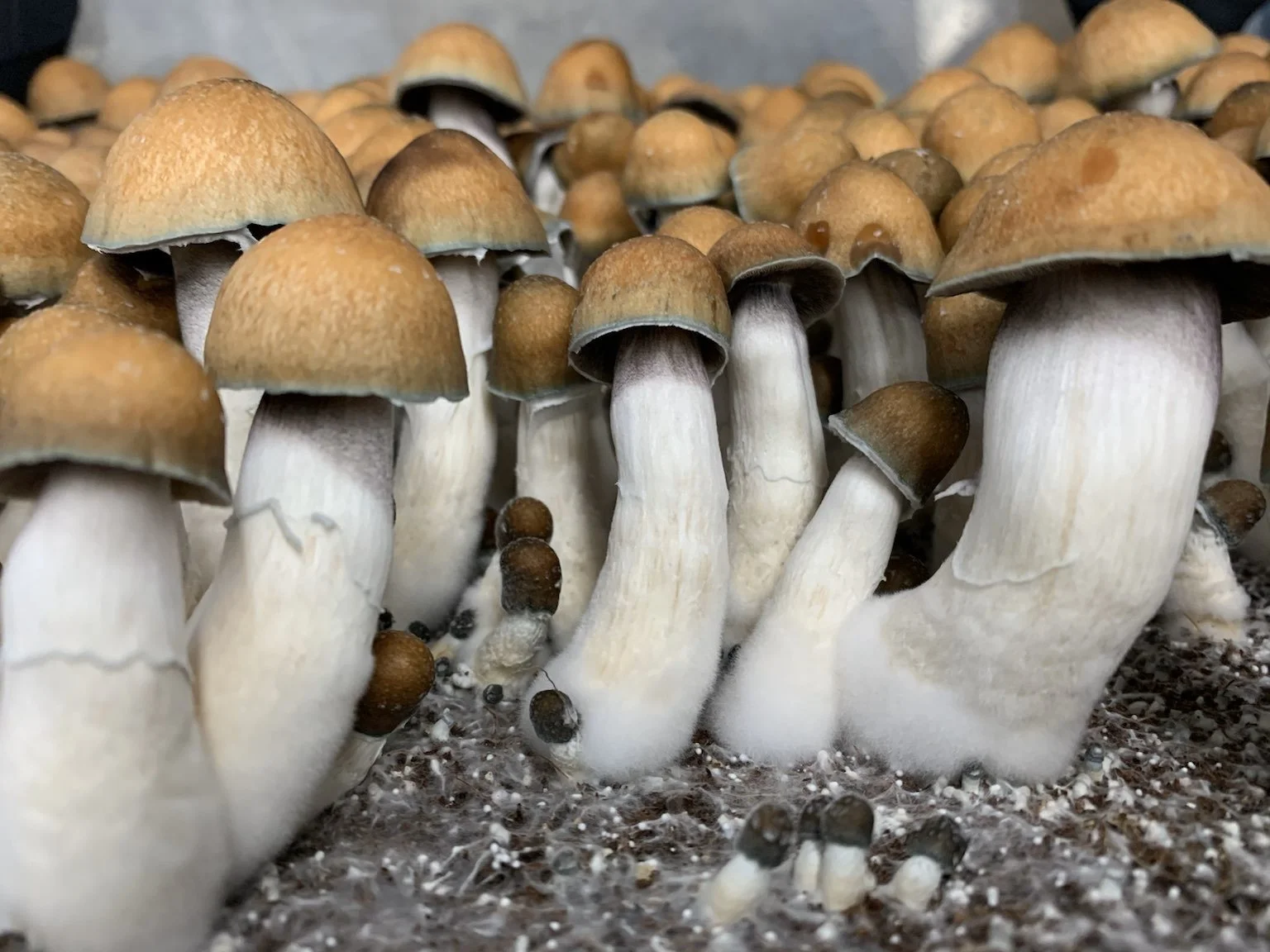 Top Ten Mushroom Spores by InoculateTheWorld — Ed Rosenthal
