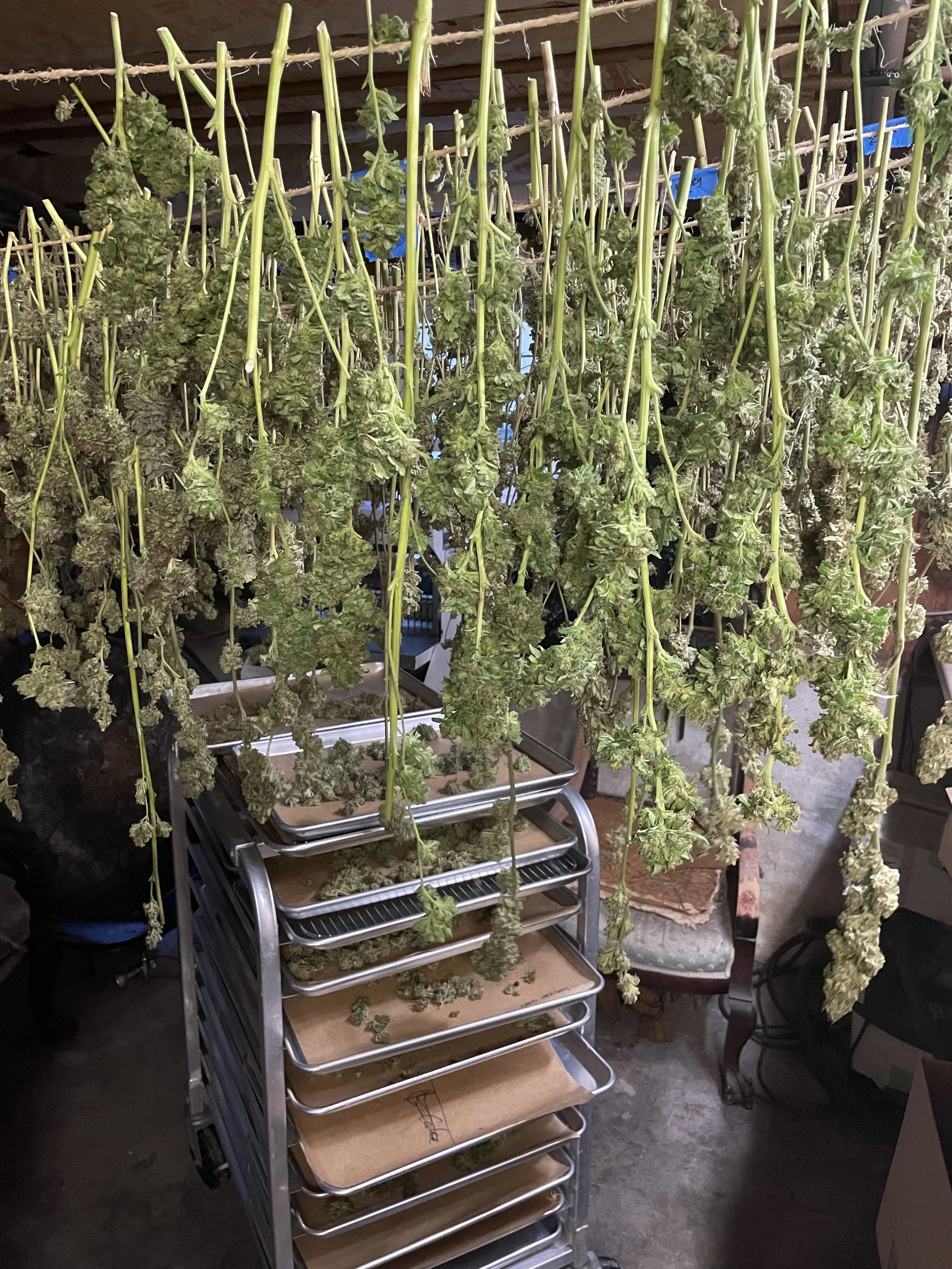 Cannabis Drying And Curing How To Preserve Terpenes And Potency Ed