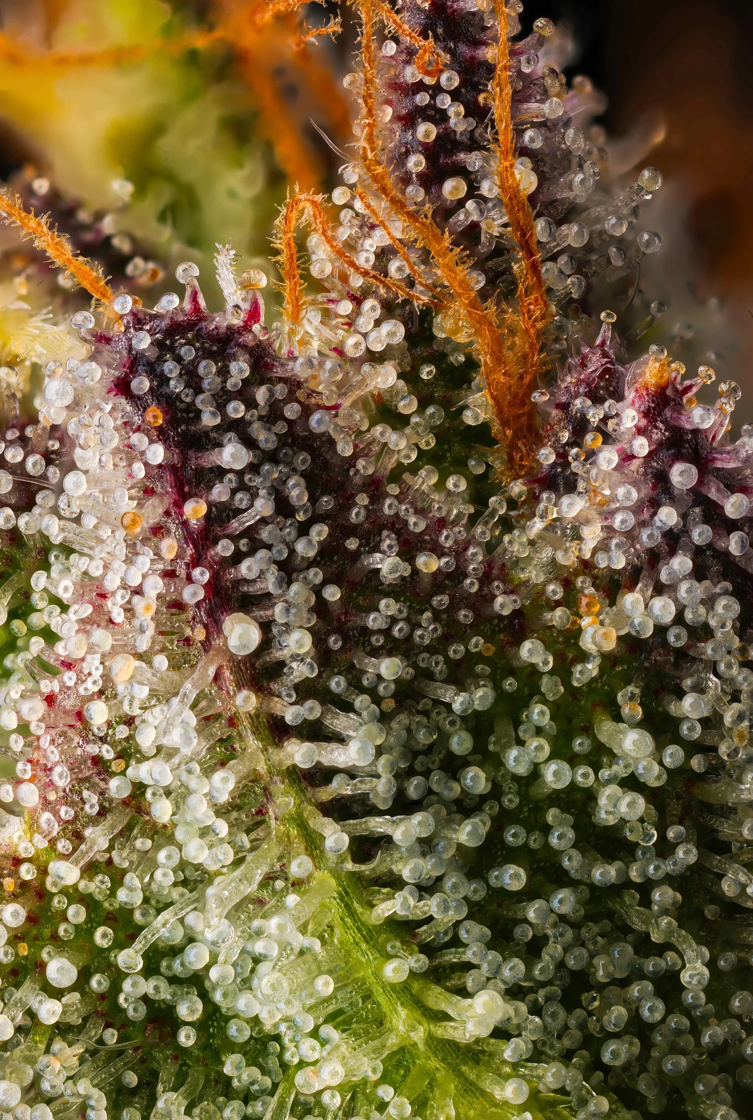 Judging Cannabis Ripeness by Trichomes: The Professional Grower’s ...