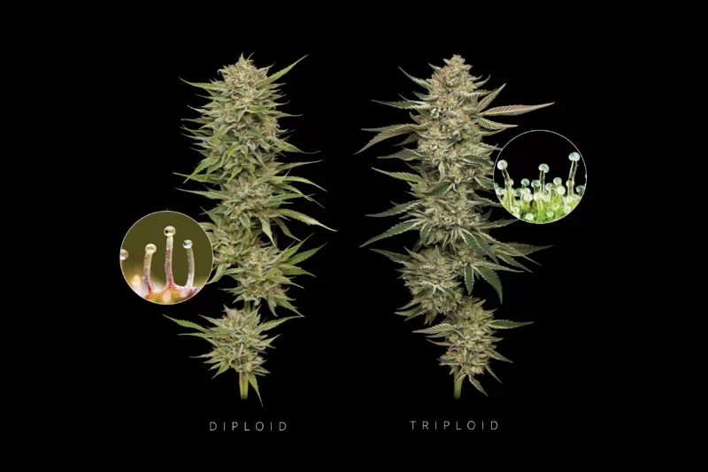 Triploid Cannabis Seedless High Yield Growing Explained Ed Rosenthal
