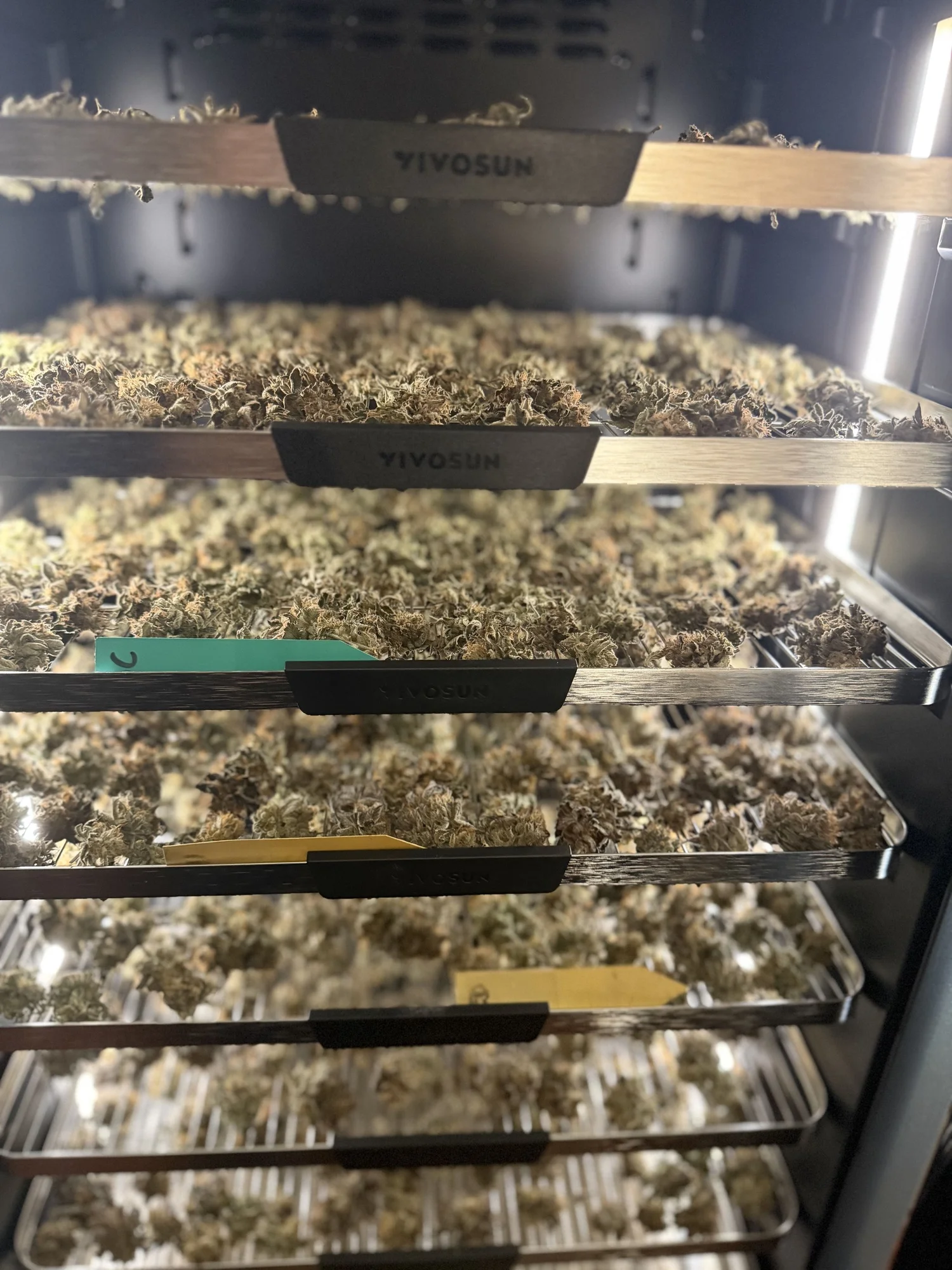 Cannabis Drying And Curing How To Preserve Terpenes And Potency Ed