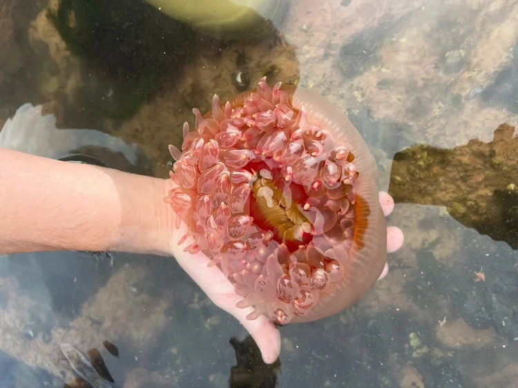 Gulf Of Maine, Inc. | Live or Preserved Marine Life Biological Specimens