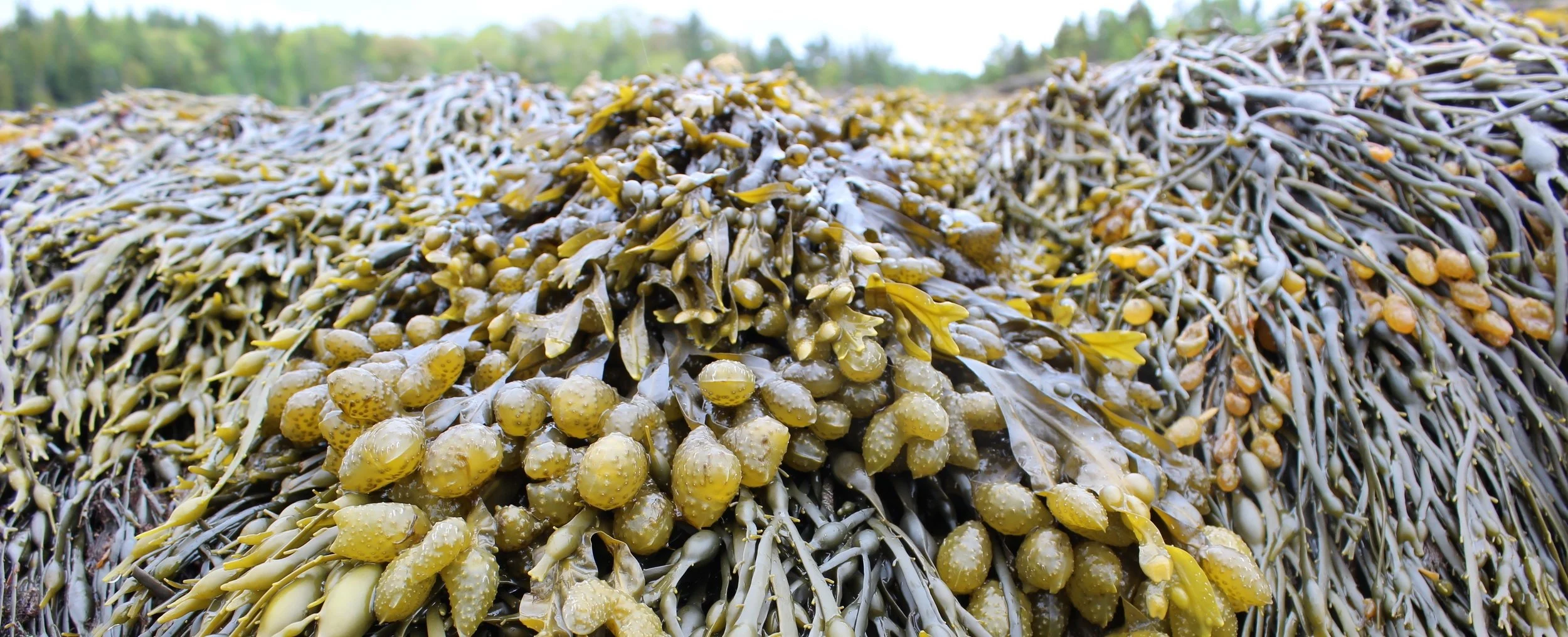 Gulf Of Maine, Inc. | Seaweeds & Sea Vegetables