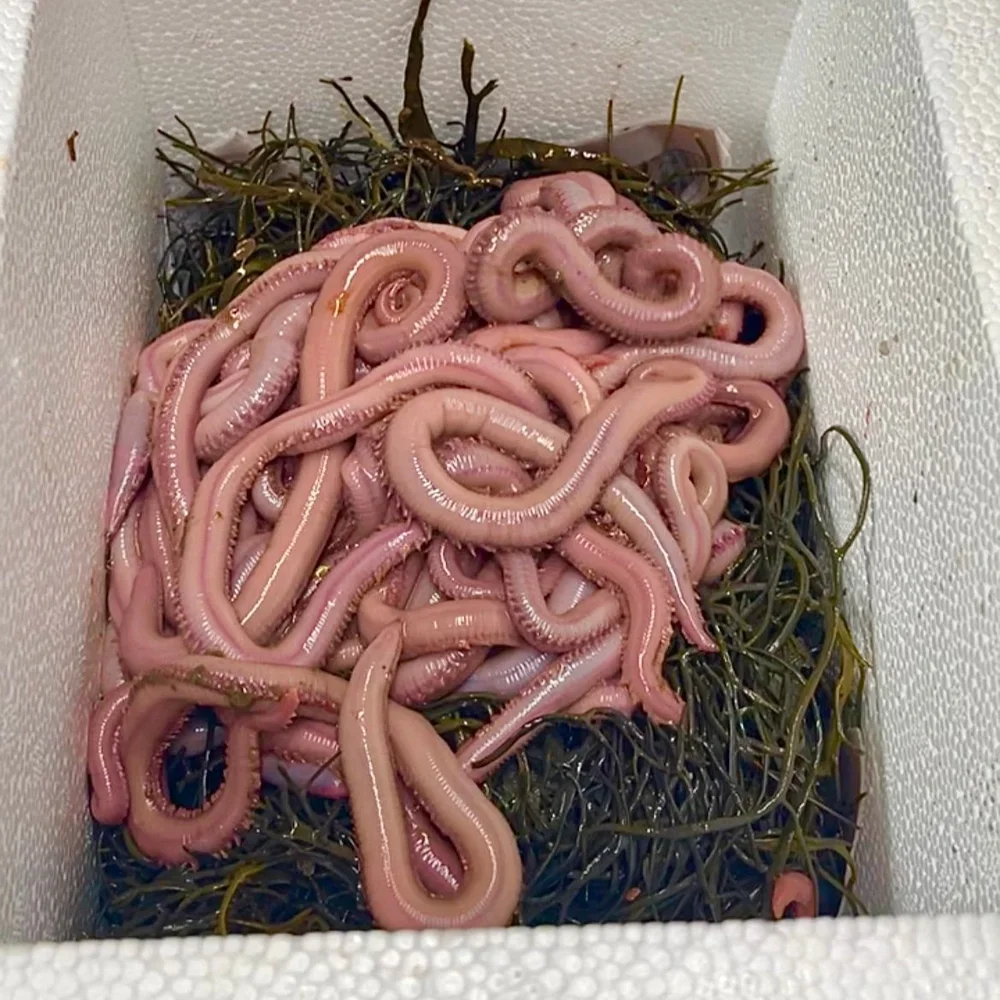 Live Sandworms Bait for Sale | Frozen Fishing Bait | Gulf Of Maine, Inc.