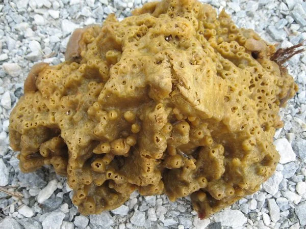 Yellow Sponge