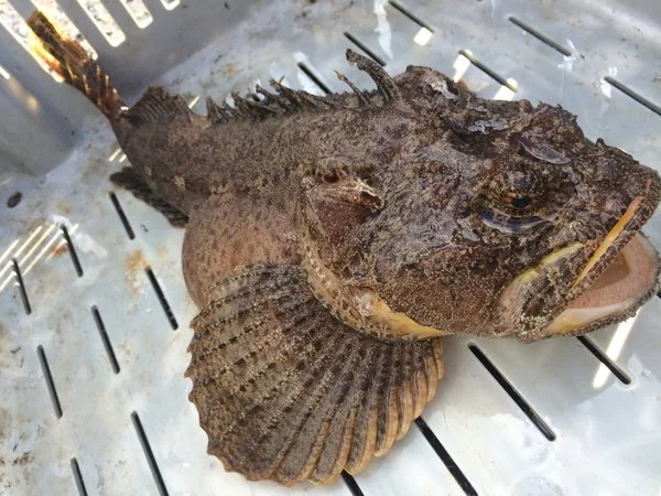 Why Arctic Fish Don’t Freeze: Extreme Marine Life | Gulf Of Maine, Inc.