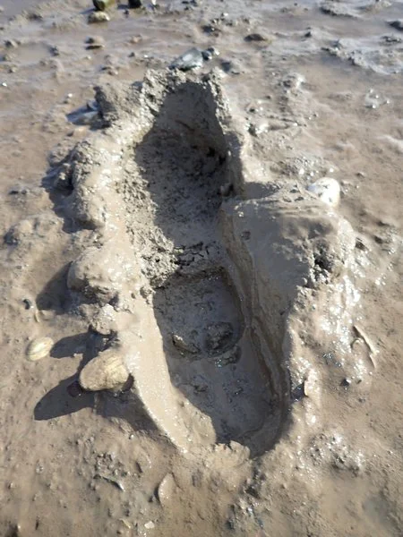 Choosing an Aquarium Substrate for your Tank | Gulf Of Maine, Inc.