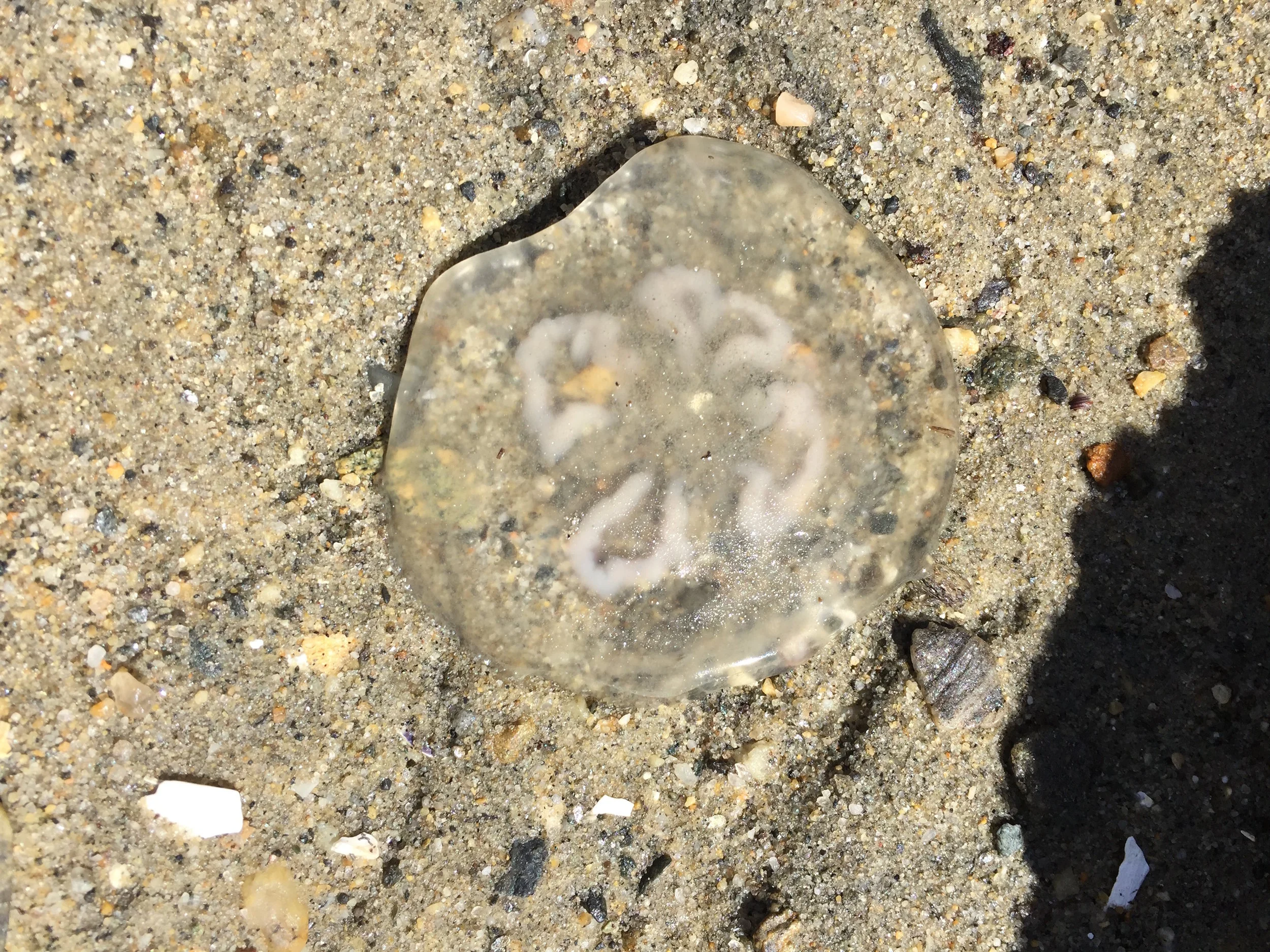 Aurelia Aurita On Beach