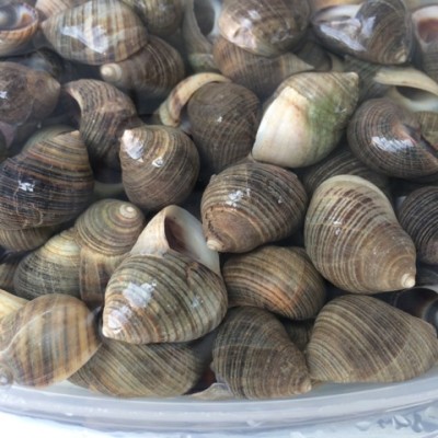 Gulf Of Maine, Inc. | Fresh Harvest Seafood From Maine | Fresh Shellfish