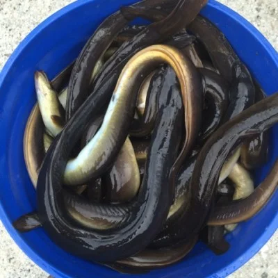 Gulf Of Maine, Inc. | Fresh Harvest Seafood From Maine | Fresh Shellfish