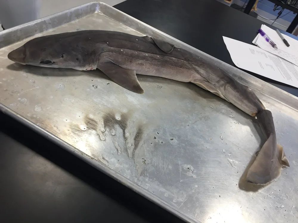 Is Dogfish A True Fish