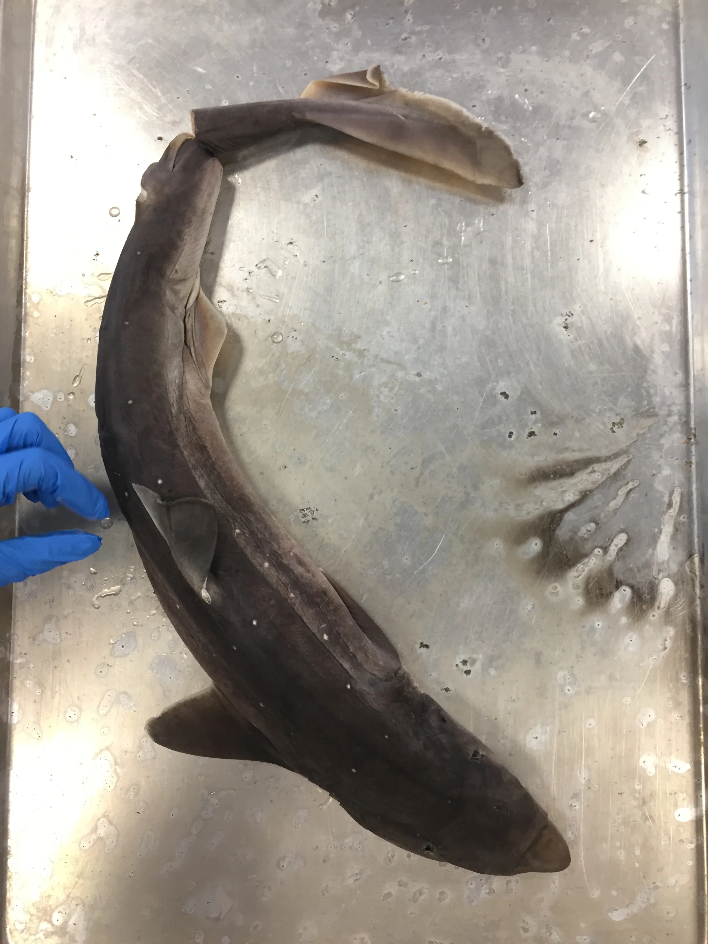 Atlantic Hagfish | Jawless Fish Specimen | Gulf Of Maine, Inc.