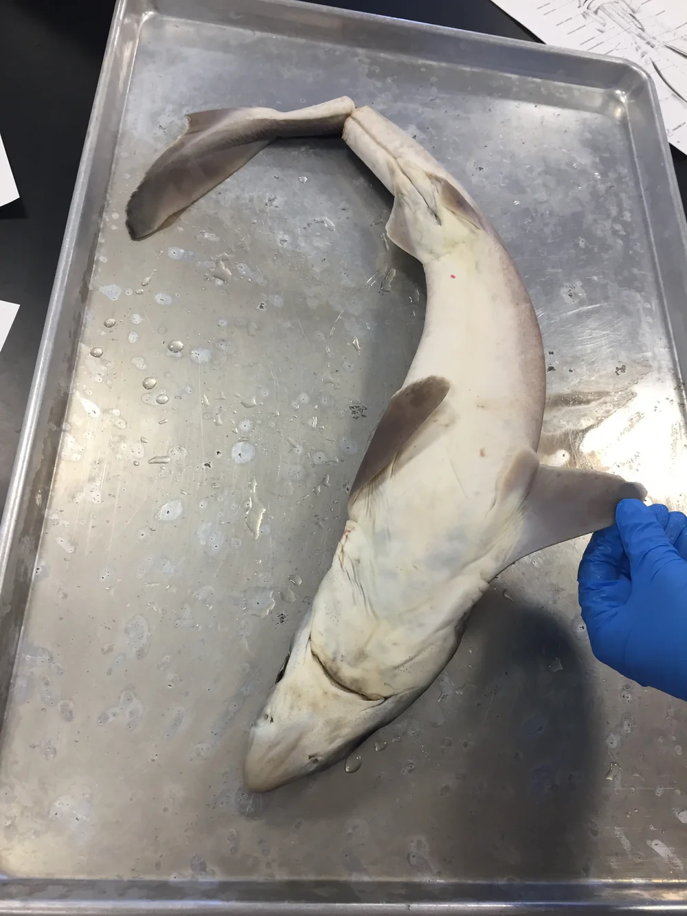 Is Dogfish A True Fish