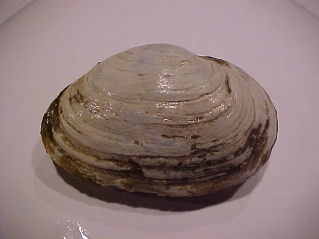 Gulf of Maine, Inc. | Marine Science