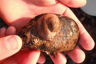 How to: Collect Slipper Shells | Gulf Of Maine, Inc.