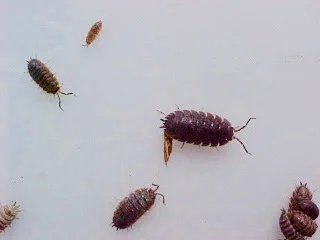 How to: Collect Sow Bugs | Gulf Of Maine, Inc.
