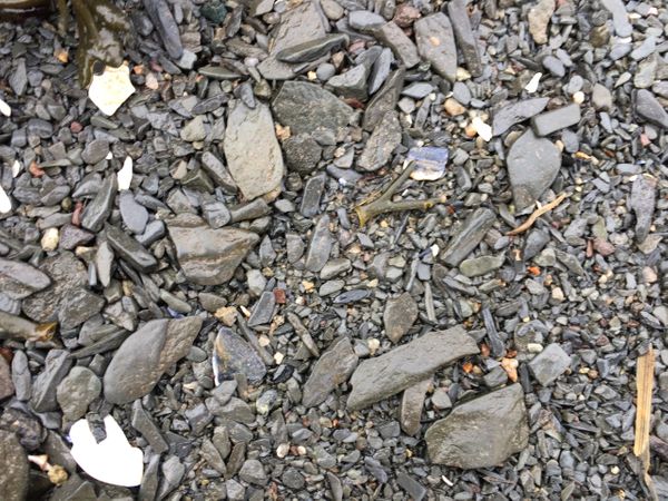 Buy Fresh Saltwater (Natural Seawater) | From the Atlantic Ocean | Gulf ...