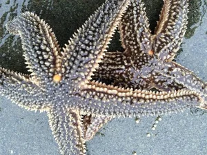 Forbes’ Star (Asterias forbesi) | Live Maine Starfish Specimen | Gulf ...