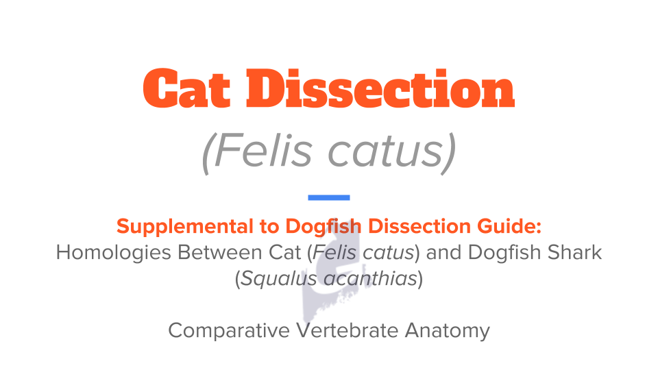 Dogfish Dissection