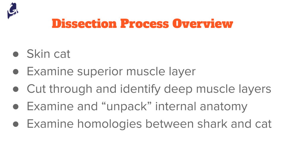 Dogfish Internal Anatomy