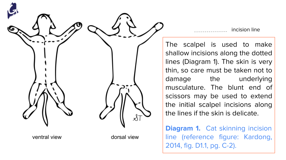 Dogfish Anatomy And Dissection Guide