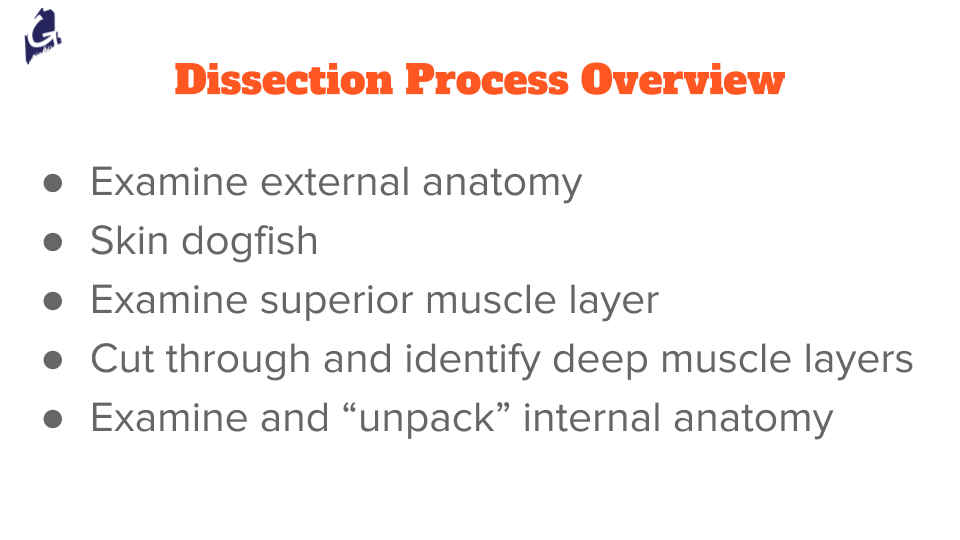 Dogfish Anatomy And Dissection Guide