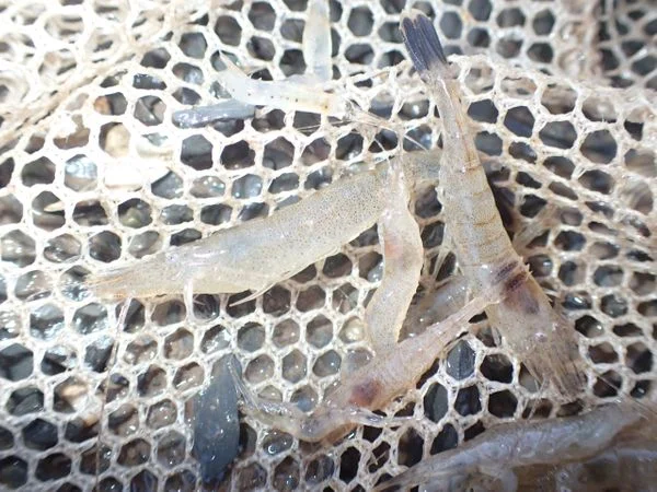 Sand Shrimp (Crangon) | Live Maine Shrimp for Study & Aquariums | Gulf ...