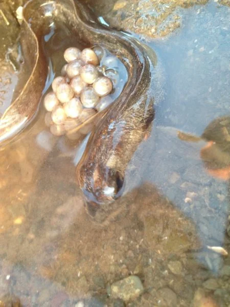 Rock Gunnel (Pholis gunnellus) | Live Maine Fish for Study & Tanks ...