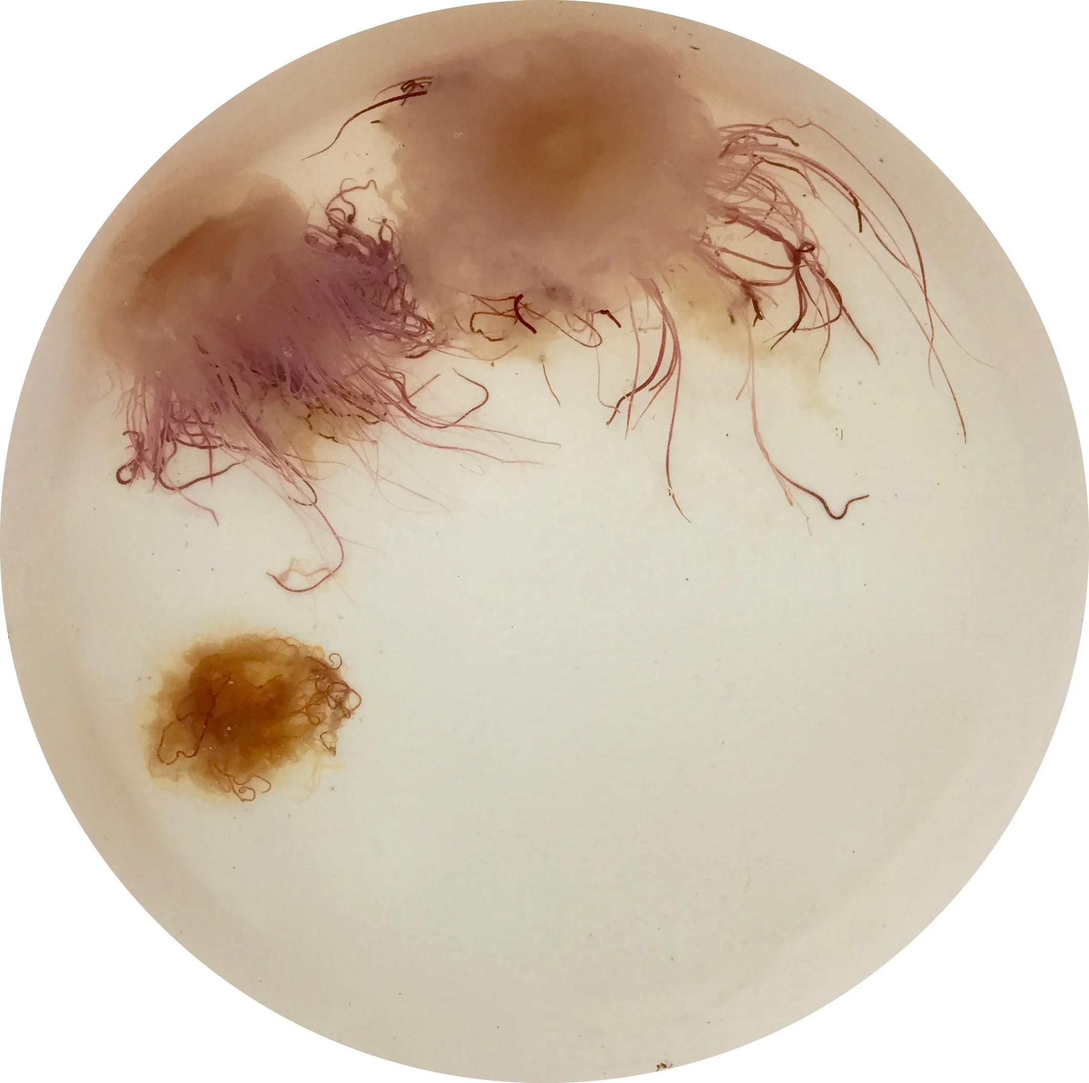 Lion’s Mane Jellyfish (Cyanea capillata) | Cold-Water Marine Specimen ...