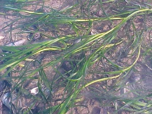 Zostera Marina