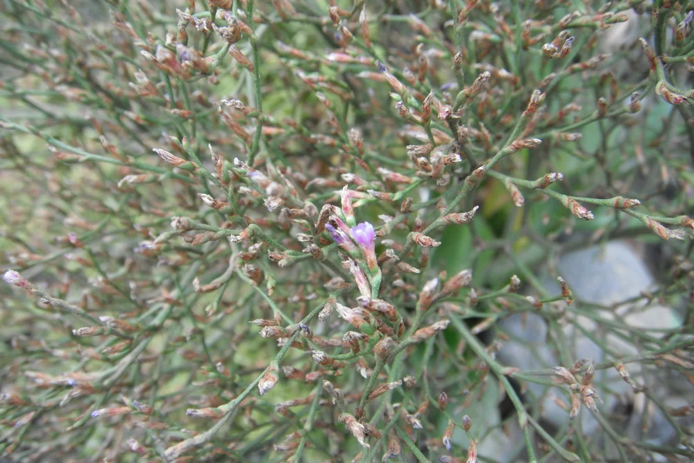 Sea Lavender (Limonium carolinianum) | Native Coastal Plant | Gulf Of ...