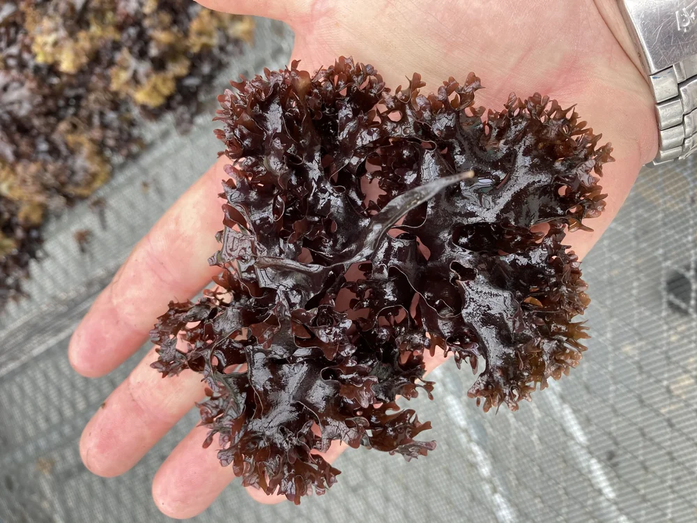 Irish Moss Seaweed