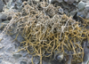 Bloodworms Fishing Bait for Sale | Live Blood Worms (Jumbo) | Gulf Of ...