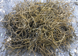 Bloodworms Fishing Bait for Sale | Live Blood Worms (Jumbo) | Gulf Of ...