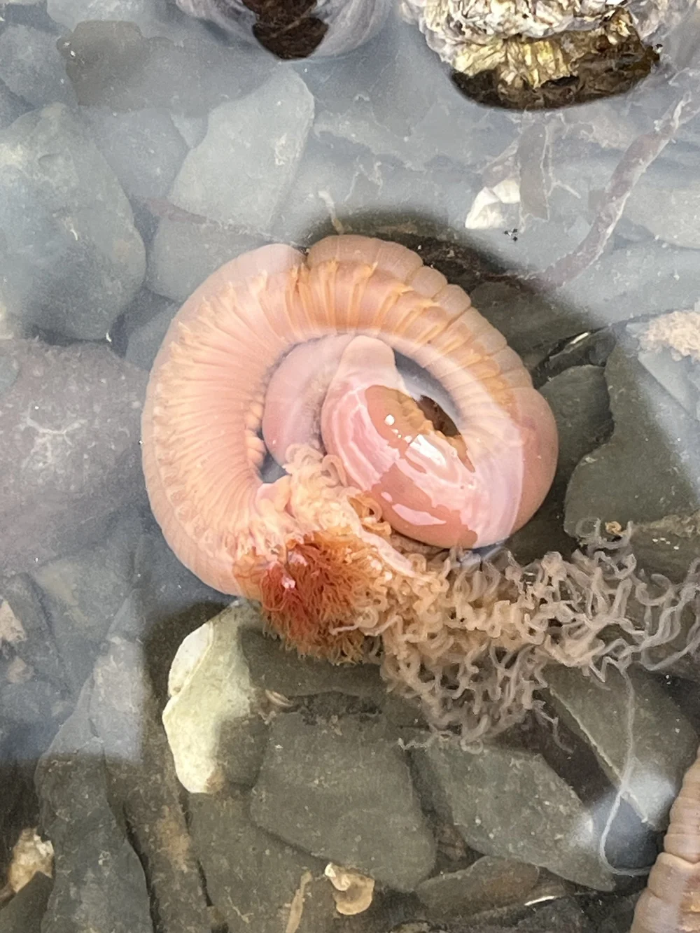 Bloodworms Fishing Bait for Sale | Live Blood Worms (Jumbo) | Gulf Of ...