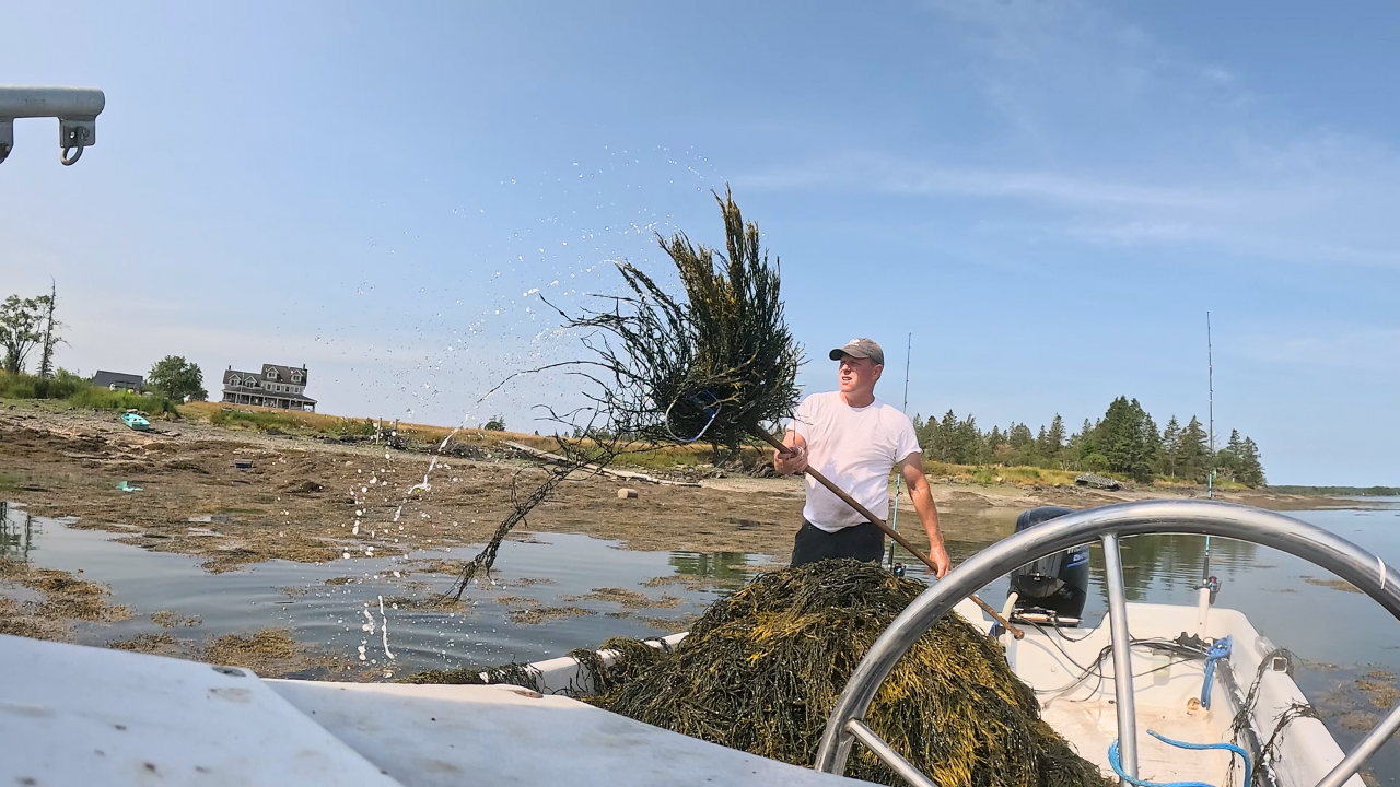 How to Harvest Kelp and What Kelp Meal Fertilizer Is Used For | Gulf Of ...
