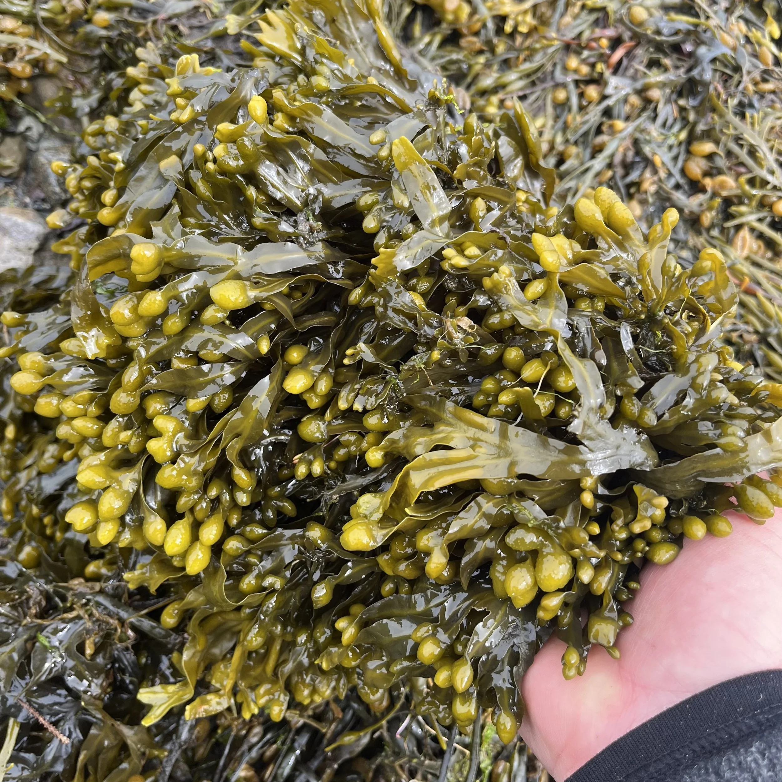 How to Harvest Kelp and What Kelp Meal Fertilizer Is Used For | Gulf Of ...