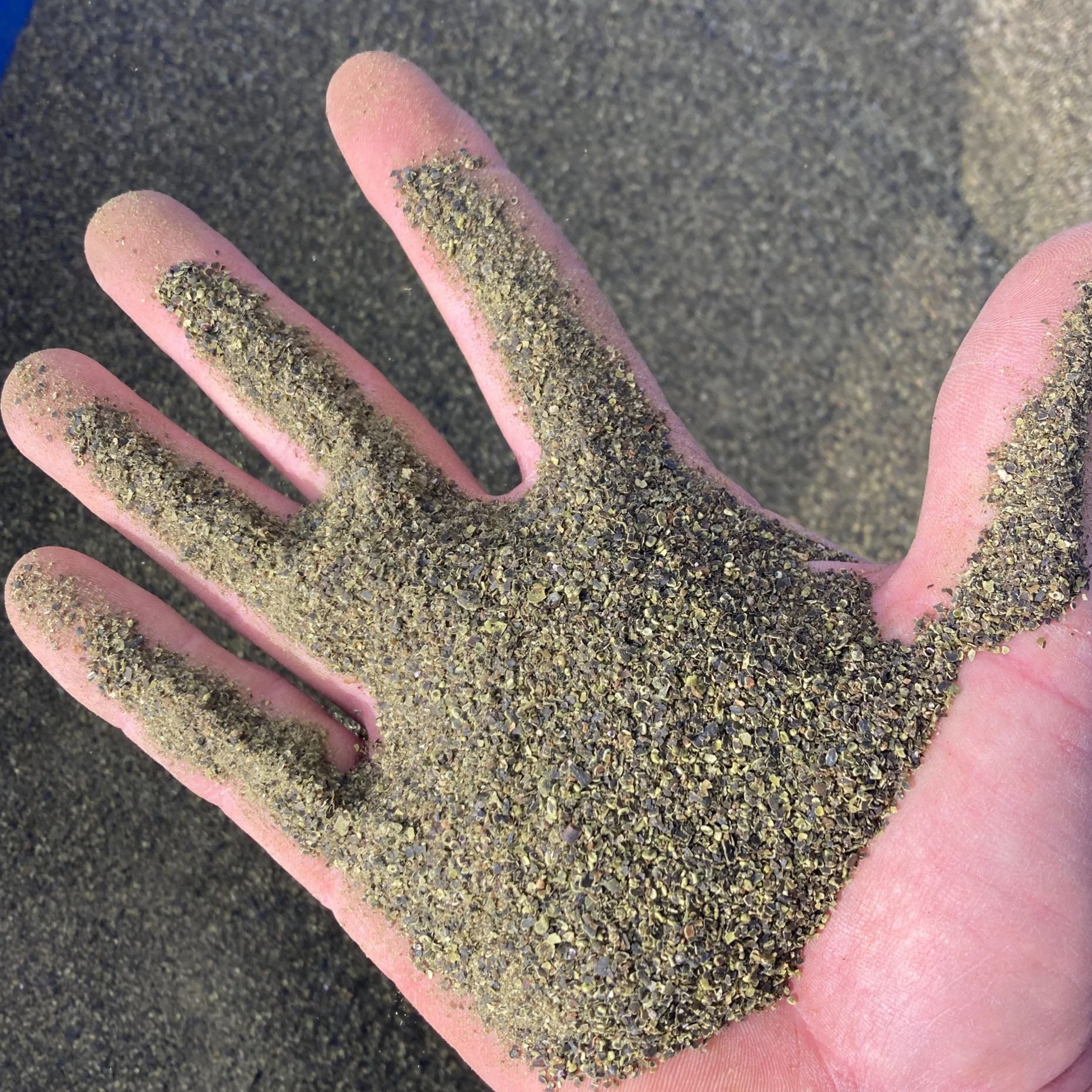 Gulf Of Maine, Inc. | Buy Fresh Seaweeds & Sea Vegetables Online