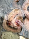 Bloodworms Fishing Bait for Sale | Live Blood Worms (Jumbo) | Gulf Of ...