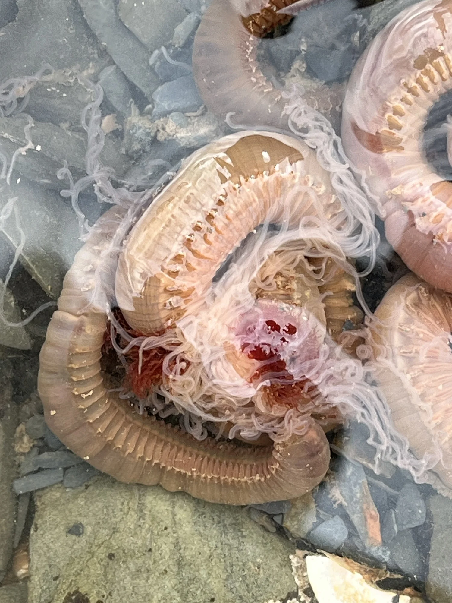 Bloodworms Fishing Bait for Sale | Live Blood Worms (Jumbo) | Gulf Of ...